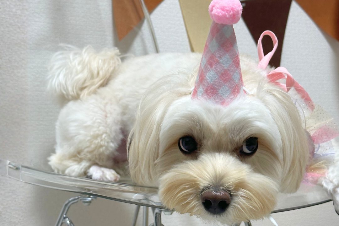 【マルックスの魅力に迫る！】性格から特徴までご紹介！｜Unix