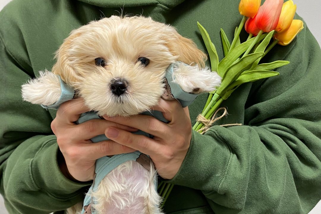 【マルックスの魅力に迫る！】性格から特徴までご紹介！｜Unix