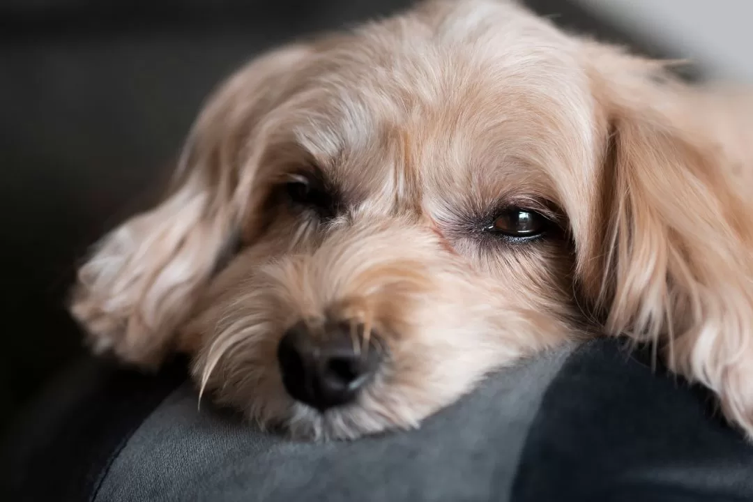 【マルックスの魅力に迫る！】性格から特徴までご紹介！｜Unix