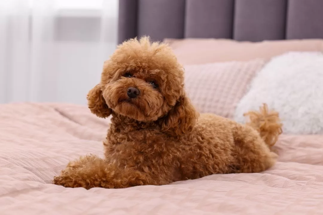 大人気ミックス犬『マルプー』とは？人気のカットスタイルから、性格や特徴までご紹介！｜Unix