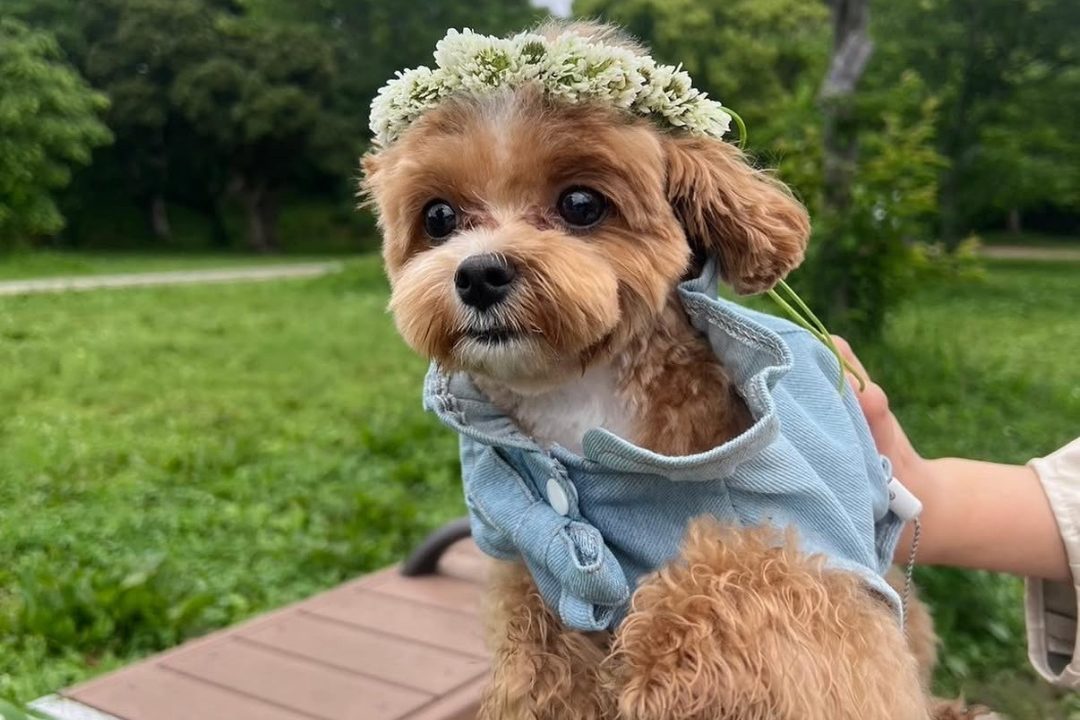 大人気ミックス犬『マルプー』とは？人気のカットスタイルから、性格や特徴までご紹介！｜Unix