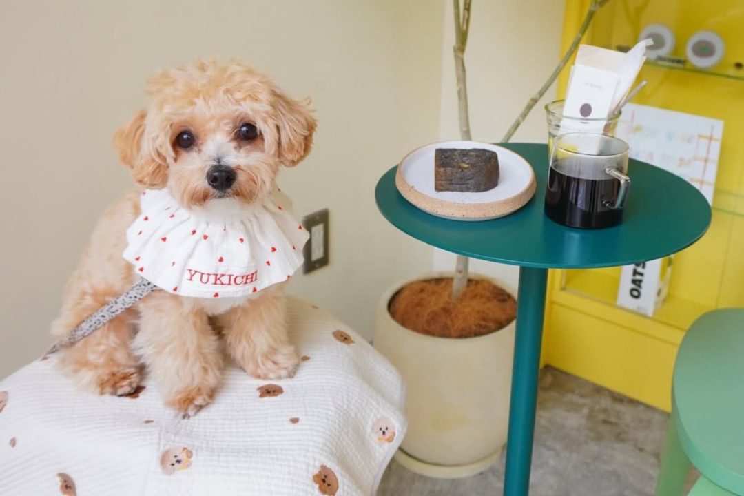 大人気ミックス犬『マルプー』とは？人気のカットスタイルから、性格や特徴までご紹介！｜Unix