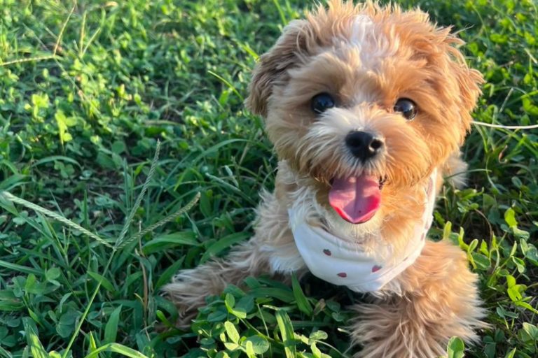 大人気ミックス犬『マルプー』とは？人気のカットスタイルから、性格や特徴までご紹介！｜Unix