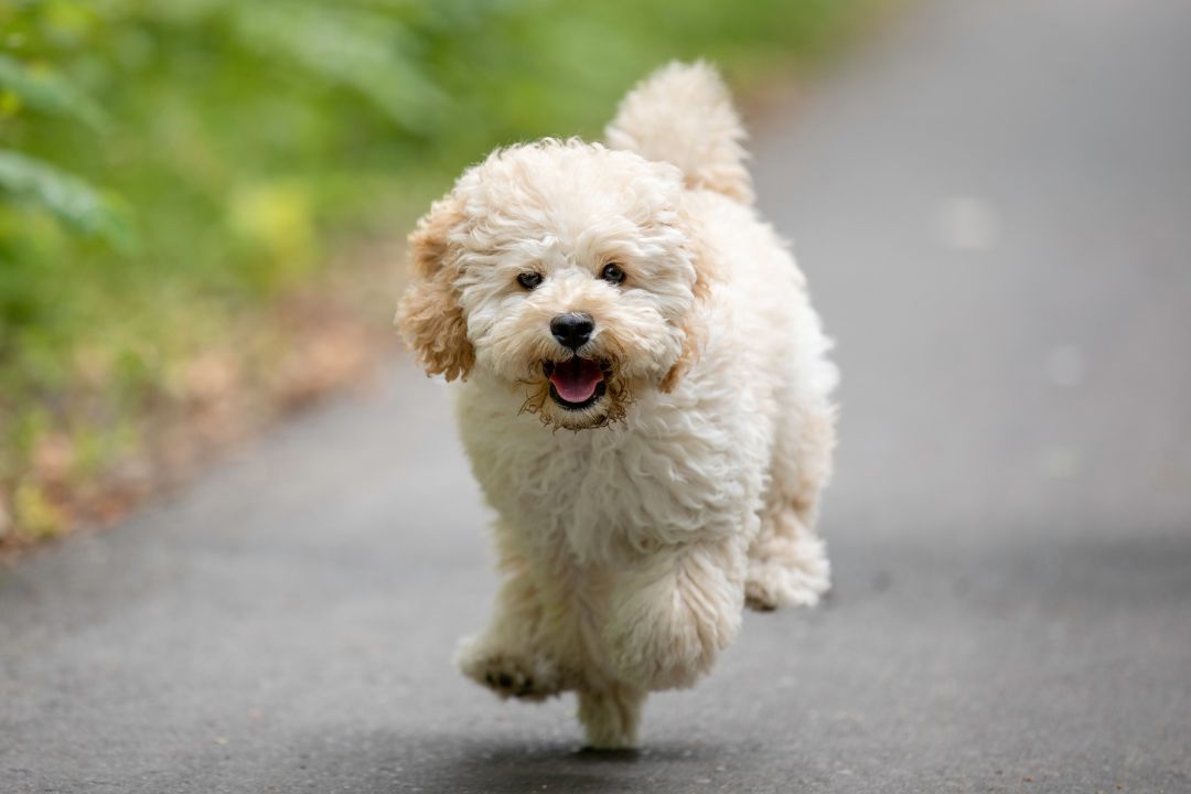 大人気ミックス犬『マルプー』とは？人気のカットスタイルから、性格や特徴までご紹介！｜Unix