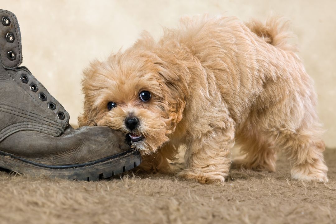 大人気ミックス犬『マルプー』とは？人気のカットスタイルから、性格や特徴までご紹介！｜Unix