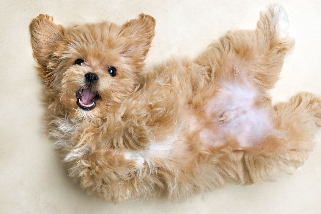 大人気ミックス犬『マルプー』とは？人気のカットスタイルから、性格や特徴までご紹介！｜Unix