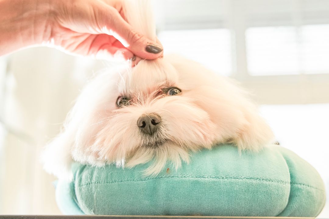 大人気ミックス犬『マルプー』とは？人気のカットスタイルから、性格や特徴までご紹介！｜Unix