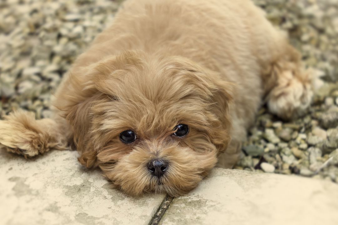 大人気ミックス犬『マルプー』とは？人気のカットスタイルから、性格や特徴までご紹介！｜Unix