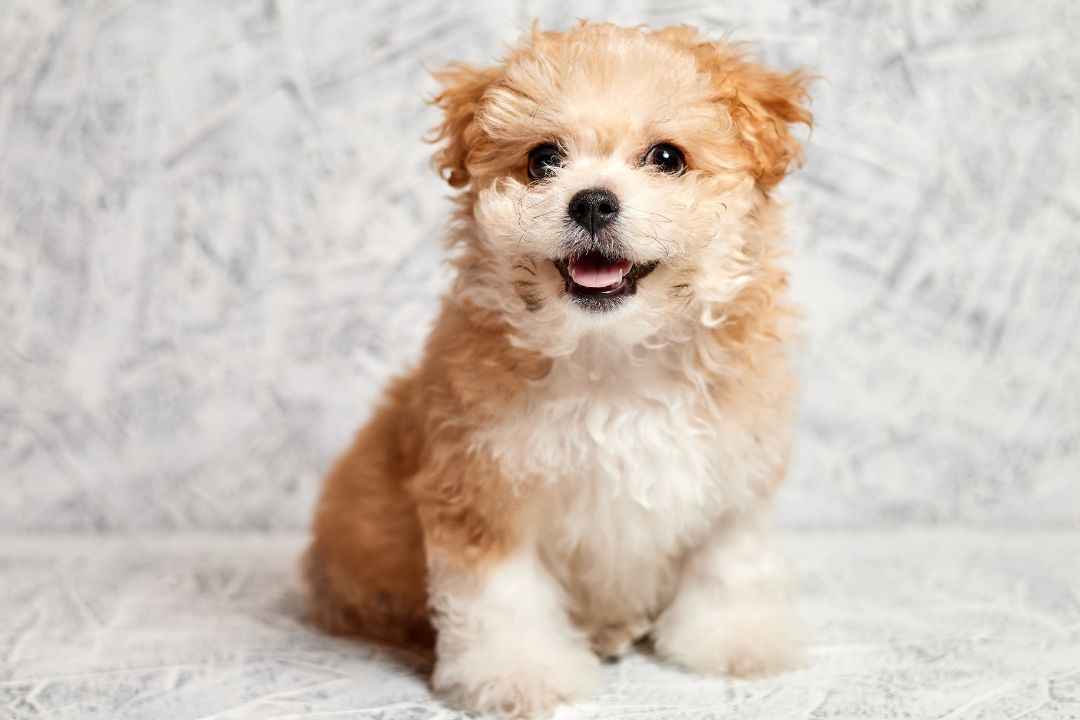 大人気ミックス犬『マルプー』とは？人気のカットスタイルから、性格や特徴までご紹介！｜Unix