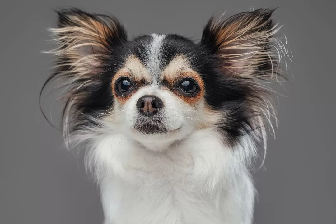 ポメチワ(チワポメ)の親犬は？性格や特徴、飼い方まで徹底解説！