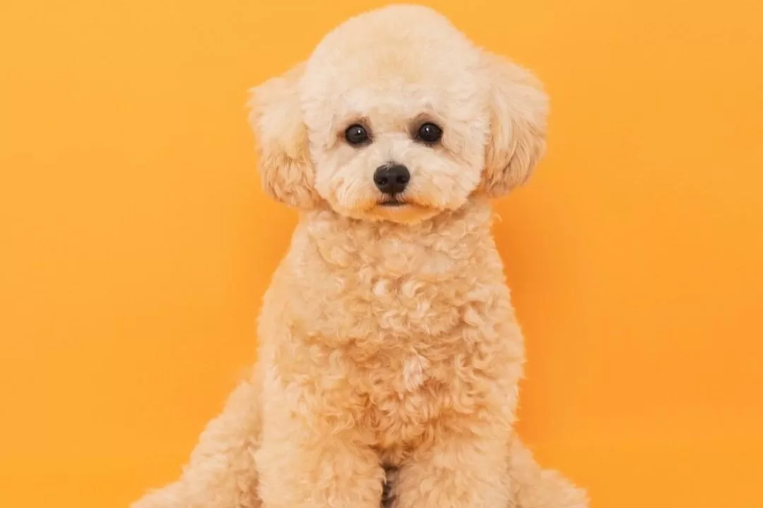 ビションプーの魅力について解説！｜性格や特徴飼いやすさについても解説！｜Unix