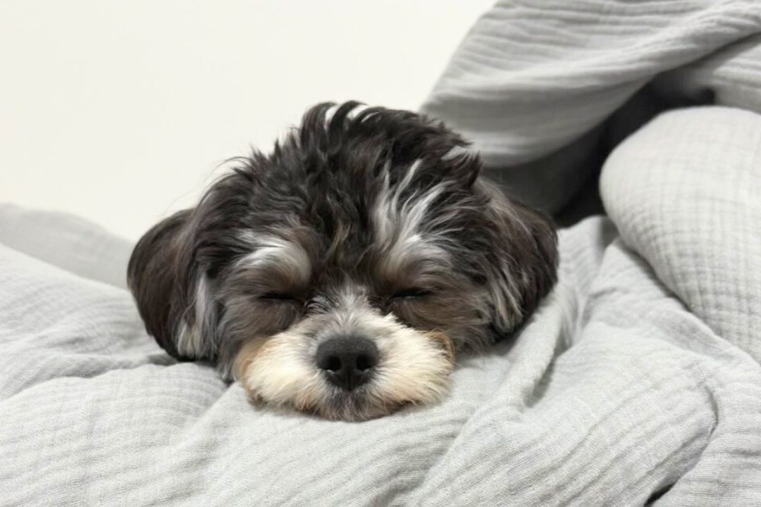 ペキプーは飼いやすい？初心者でも分かる魅力・性格・お手入れポイントを解説｜Unix